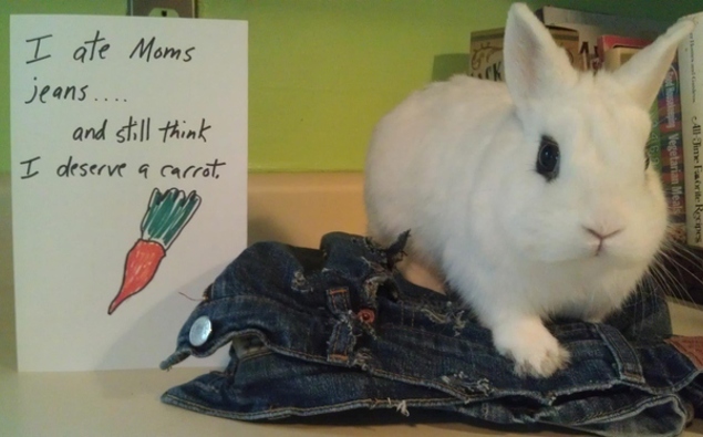 Bunny Shaming