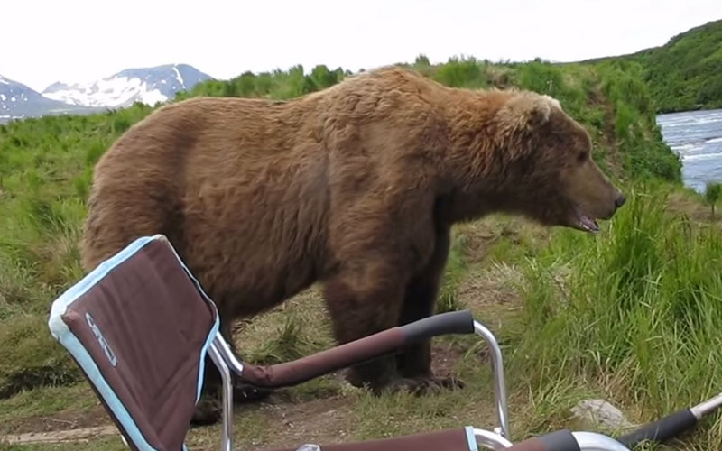 Bear Chills With Campers