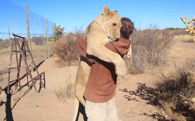 Rescued Lion Hugs Man - aaawwww!