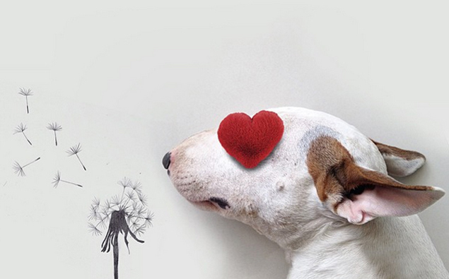 This Guy and His Dog Are the Cutest Team on Instagram