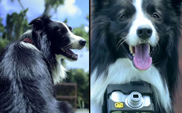 This Dog Takes Photos When It Gets Excited Via Heart Rate Monitor Camera