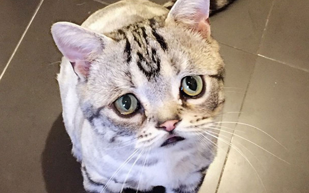 Meet the Saddest Cat In the World