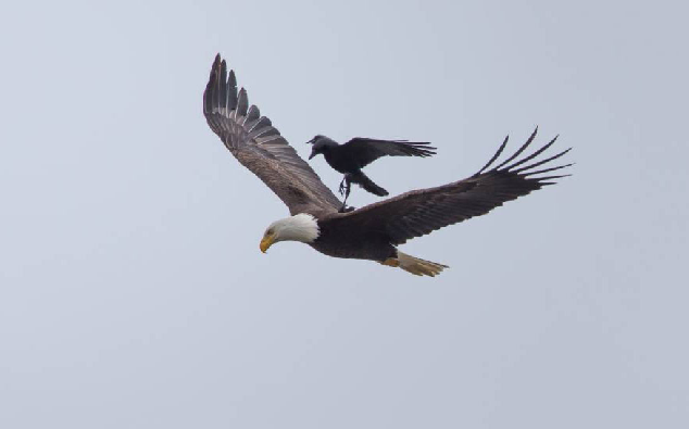 Crow Hitches A Ride On The Back Of An Eagle