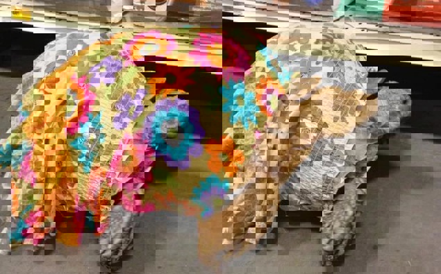 Dress-Wearing Therapy Tortoise Helps Patients Forget Their Troubles