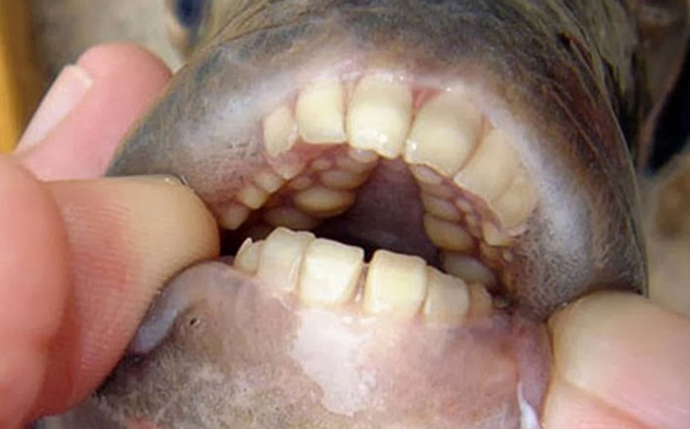 The Creepiest Fish Ever